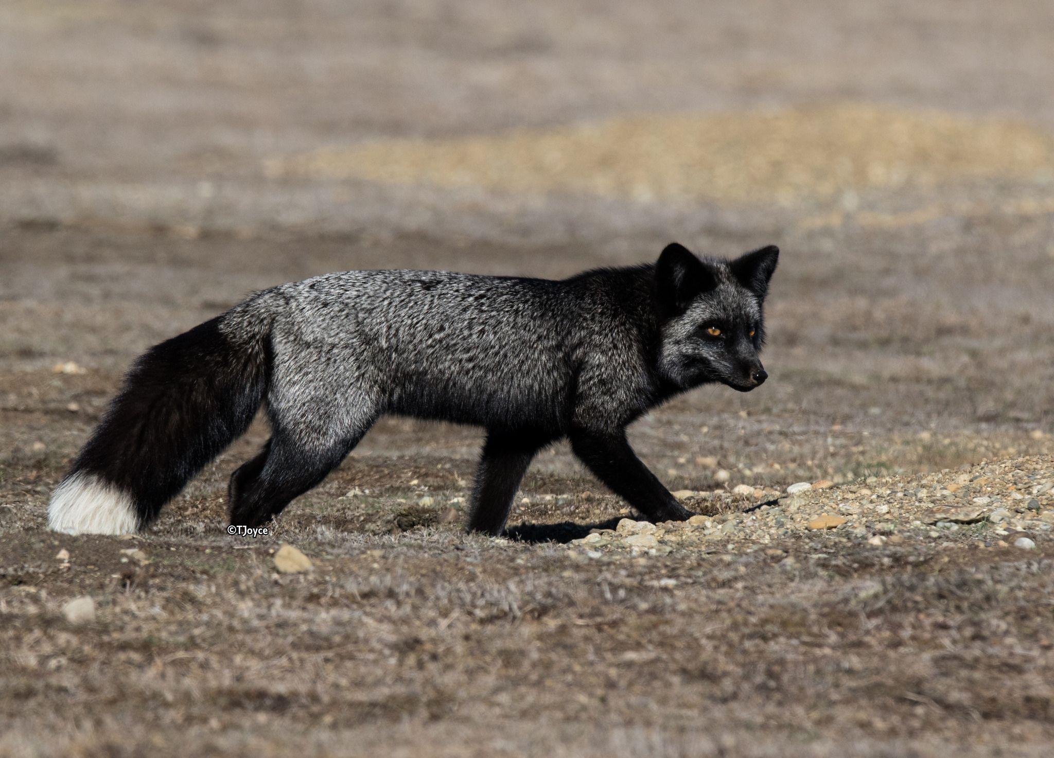 Silver Fox Wallpapers - Top Free Silver Fox Backgrounds - WallpaperAccess