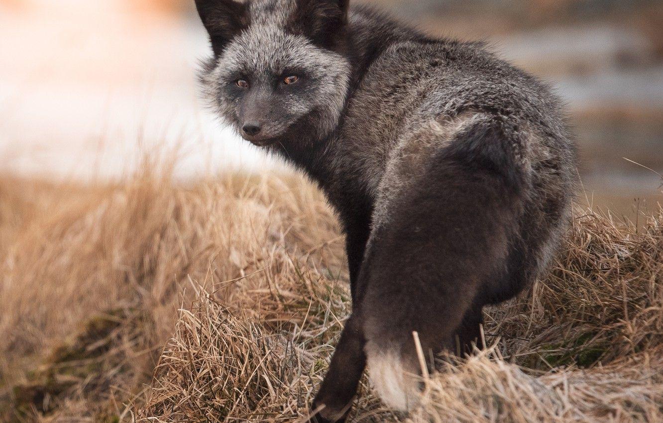 Silver Fox Wallpapers - Top Free Silver Fox Backgrounds - WallpaperAccess