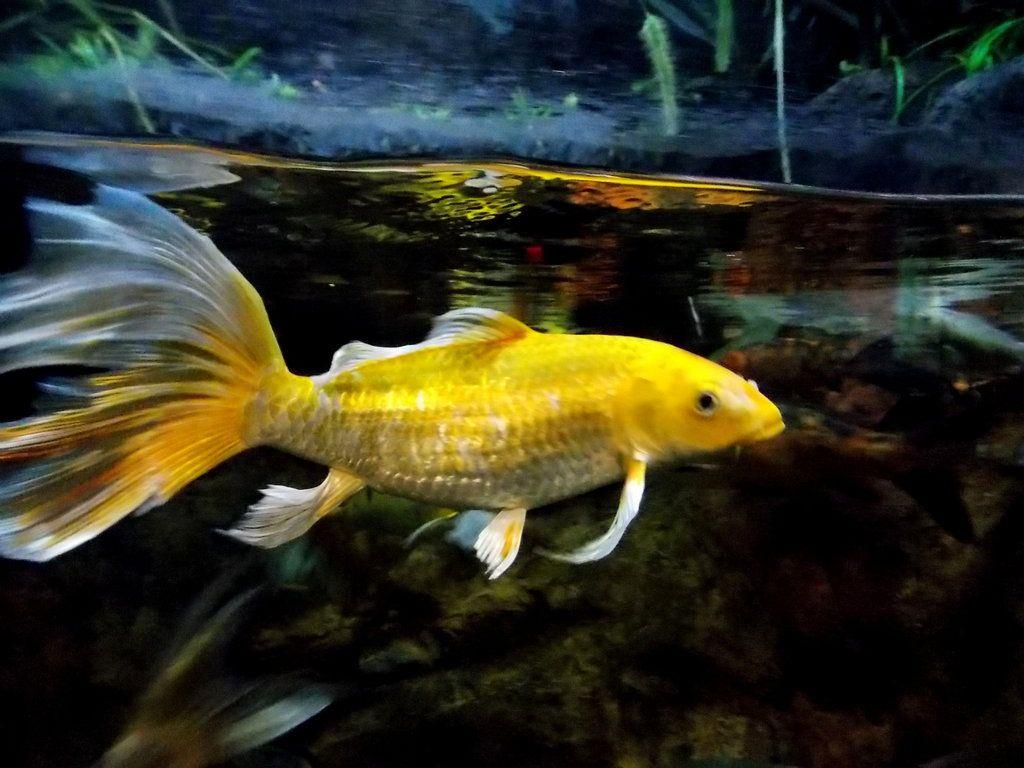 Gold Koi Wallpapers - Top Free Gold Koi Backgrounds - WallpaperAccess