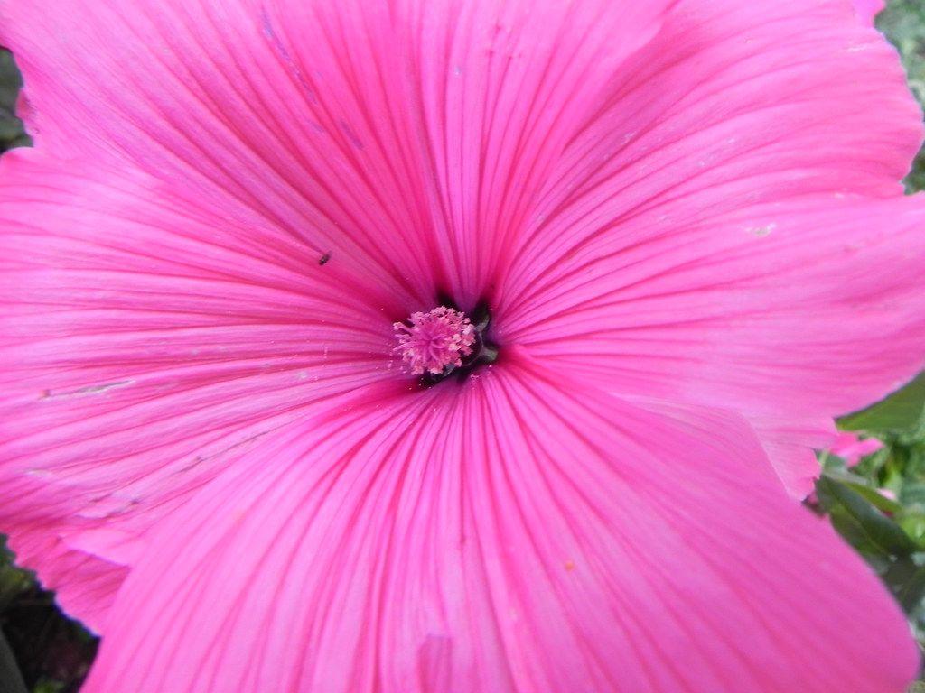Neon Pink Flower Wallpapers - Top Free Neon Pink Flower Backgrounds ...