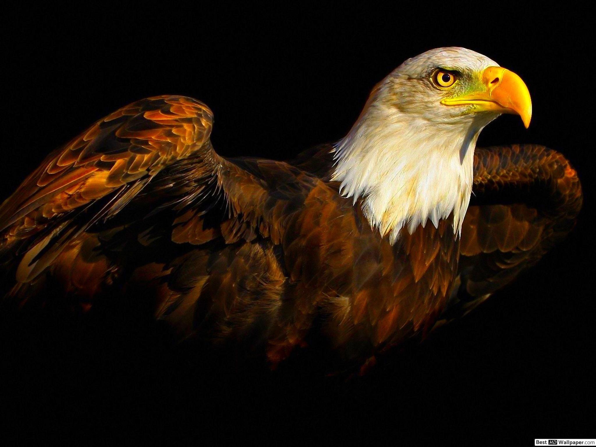 Bald Eagle Cool Wallpapers - Top Free Bald Eagle Cool Backgrounds ...
