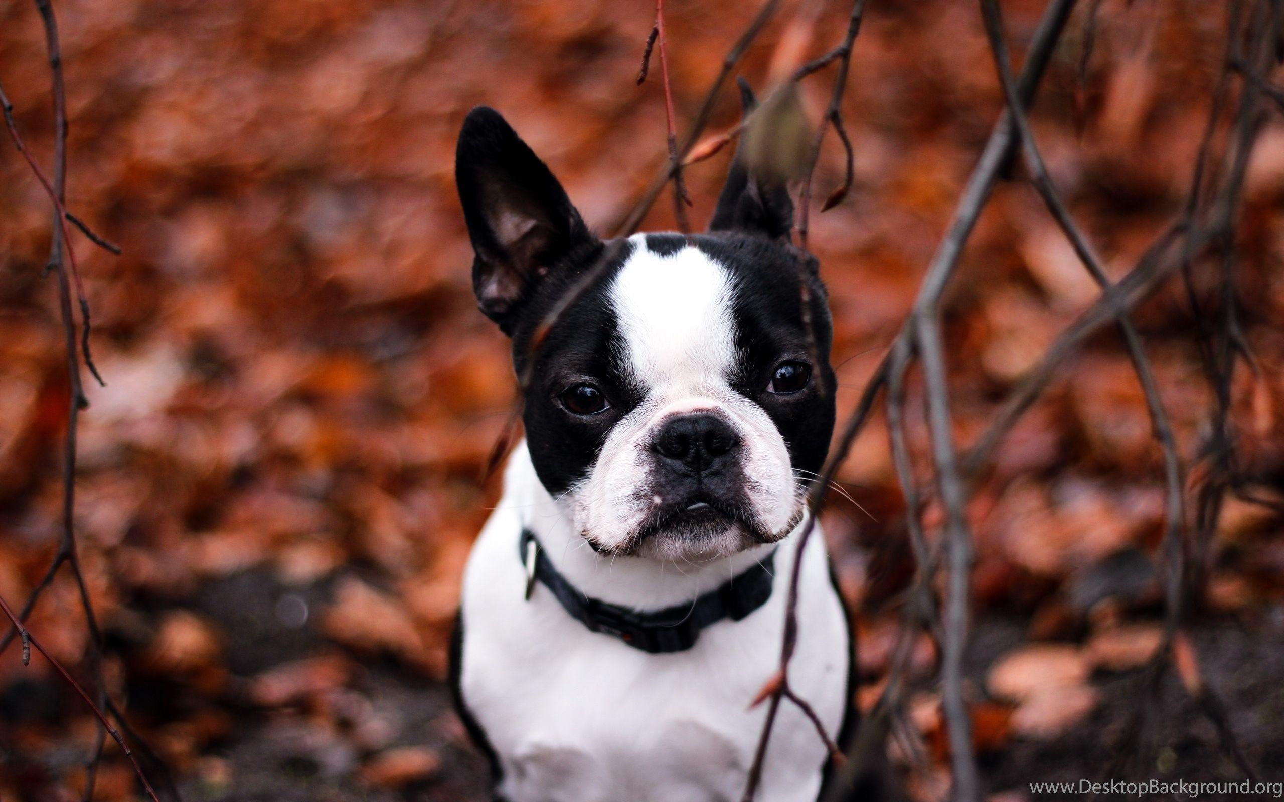 French Computer Wallpapers - Top Free French Computer Backgrounds ...