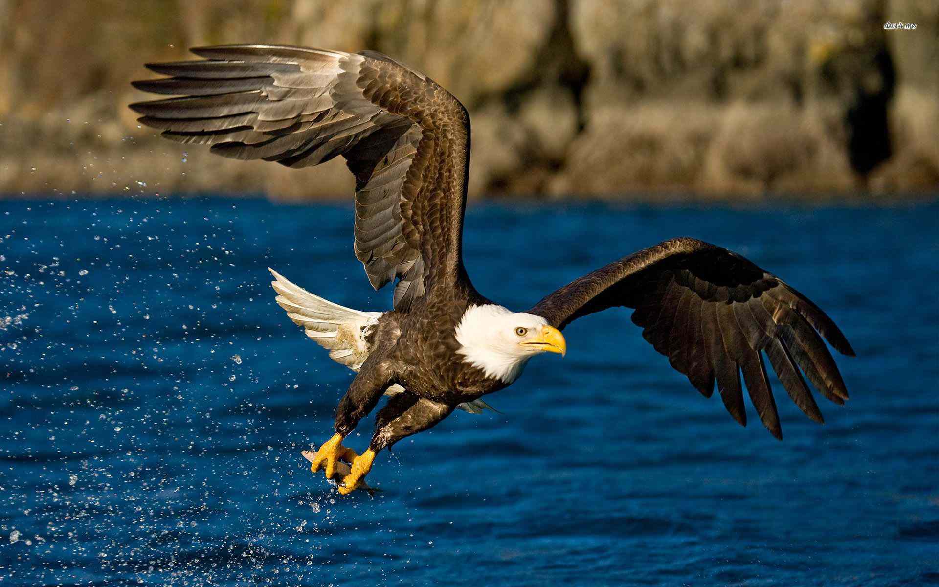 Bald Eagle Cool Wallpapers - Top Free Bald Eagle Cool Backgrounds - WallpaperAccess