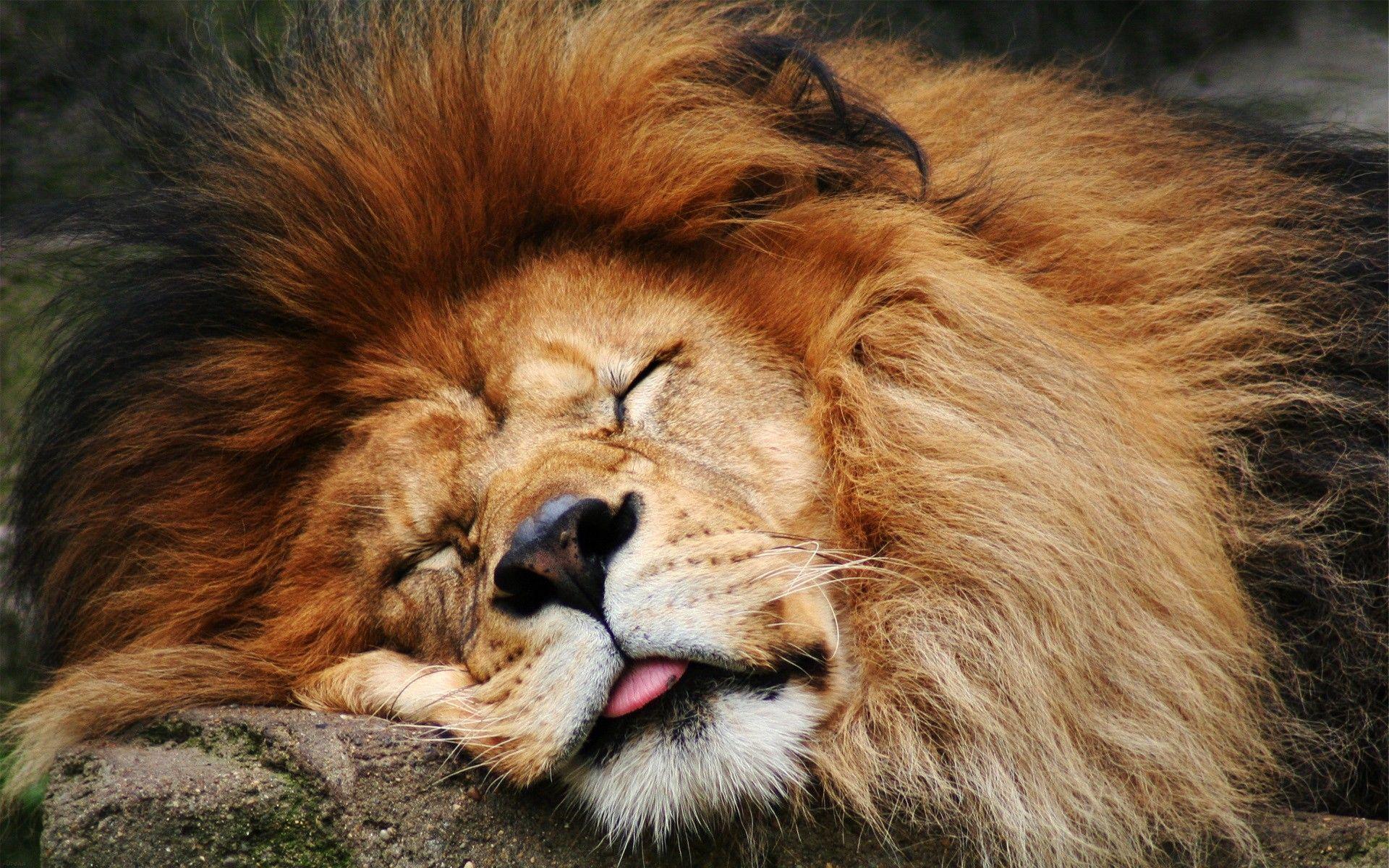 Beautiful Lion Wallpapers - Top Free Beautiful Lion Backgrounds ...