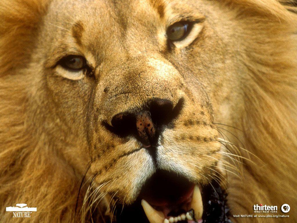 Beautiful Lion Wallpapers - Top Free Beautiful Lion Backgrounds ...