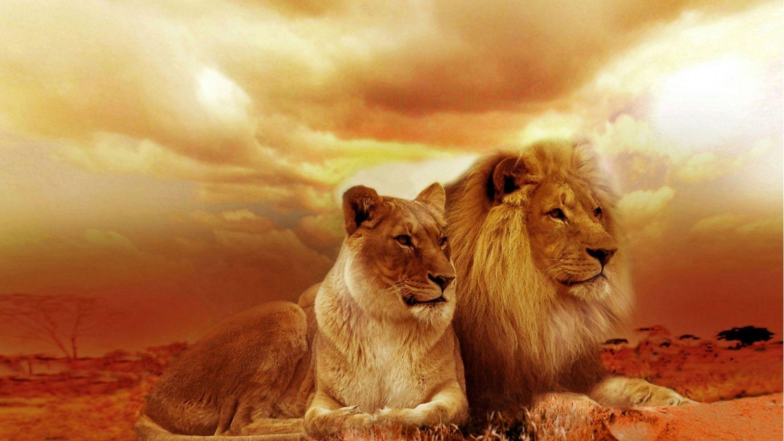 Beautiful Lion Wallpapers - Top Free Beautiful Lion Backgrounds ...