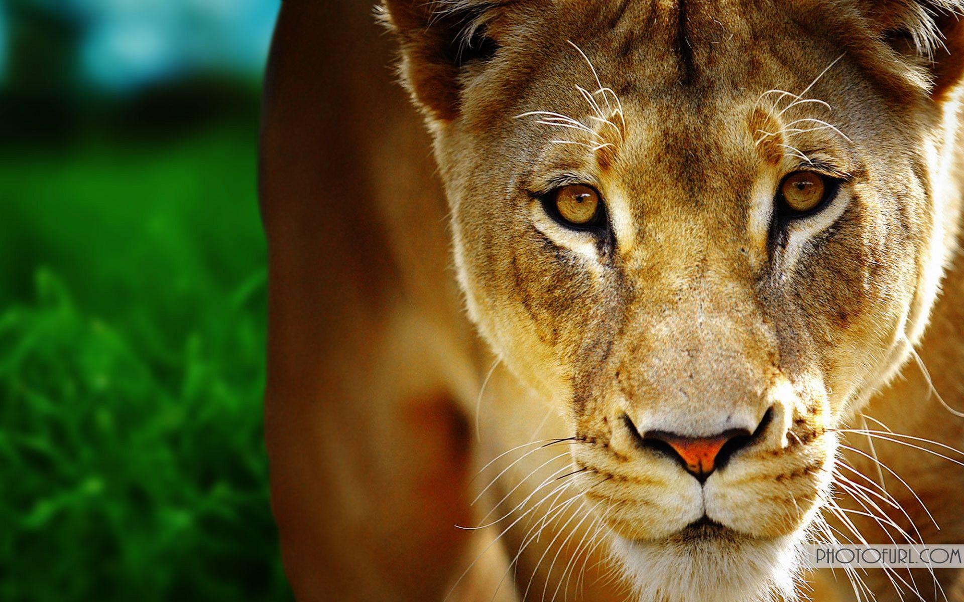 Beautiful Lion Wallpapers - Top Free Beautiful Lion Backgrounds ...