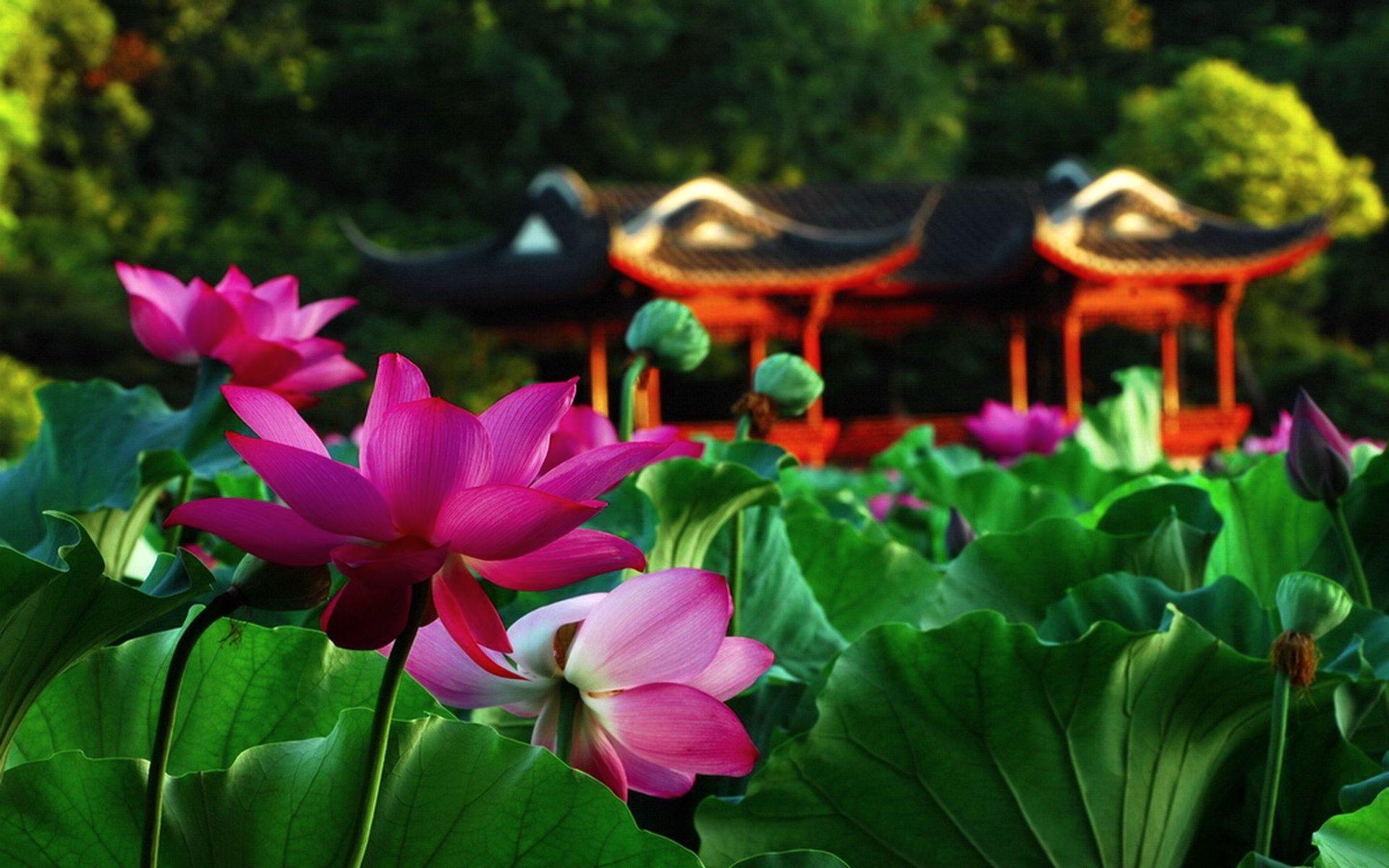 Lotus Flower Garden Wallpapers - Top Free Lotus Flower Garden ...