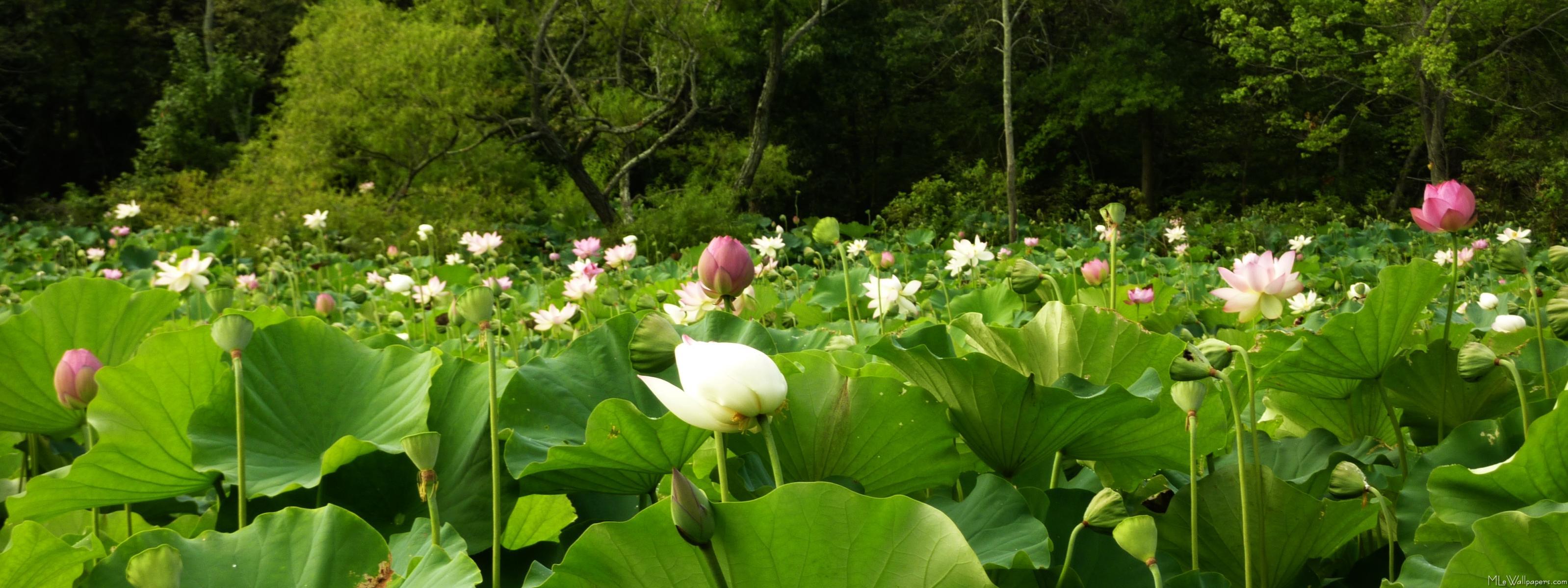 Lotus Flower Garden Wallpapers - Top Free Lotus Flower Garden ...