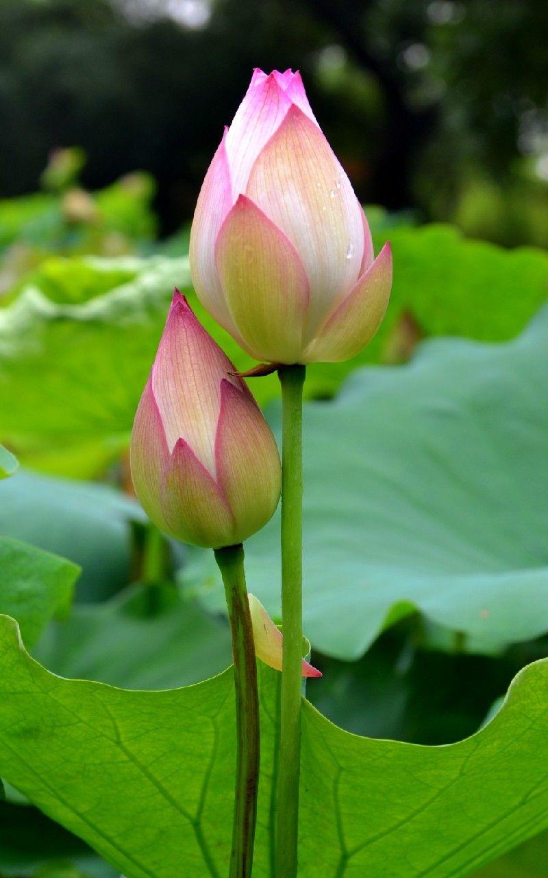 Lotus Flower Garden Wallpapers - Top Free Lotus Flower Garden ...