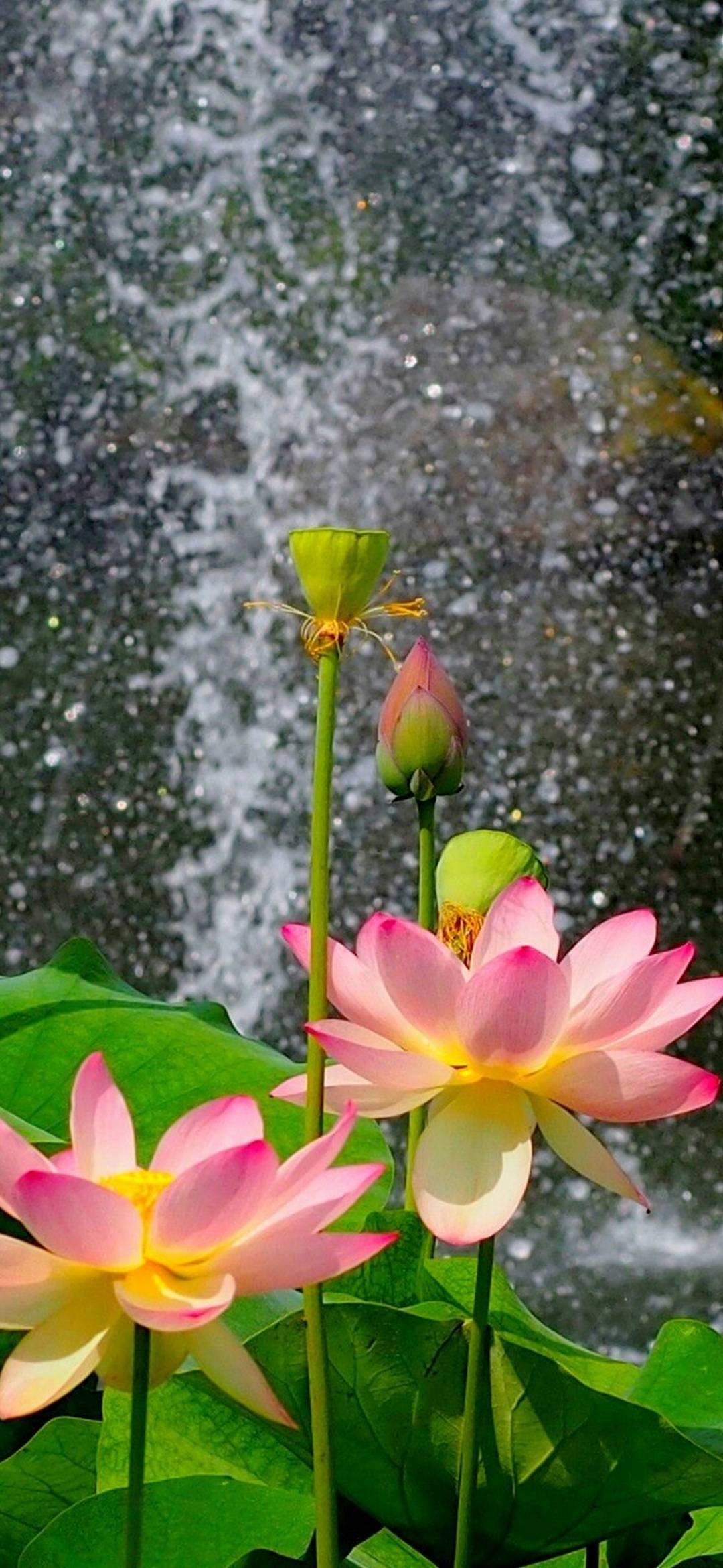 Lotus Flower Garden Wallpapers - Top Free Lotus Flower Garden ...