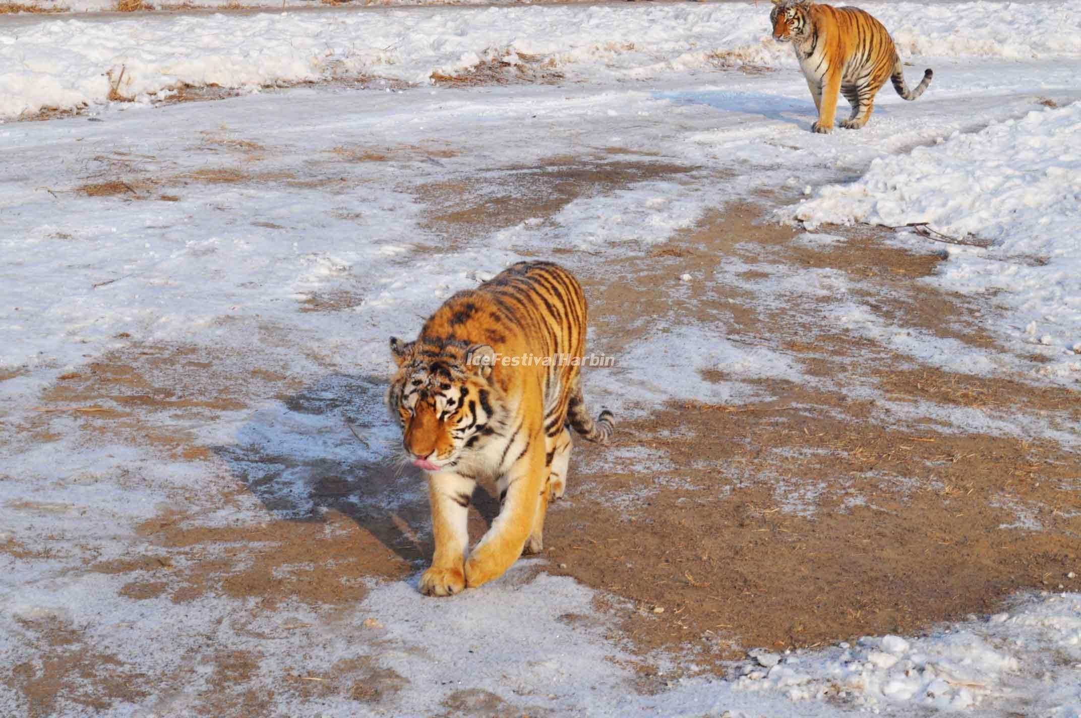 Ice Tiger Wallpapers - Top Free Ice Tiger Backgrounds - WallpaperAccess