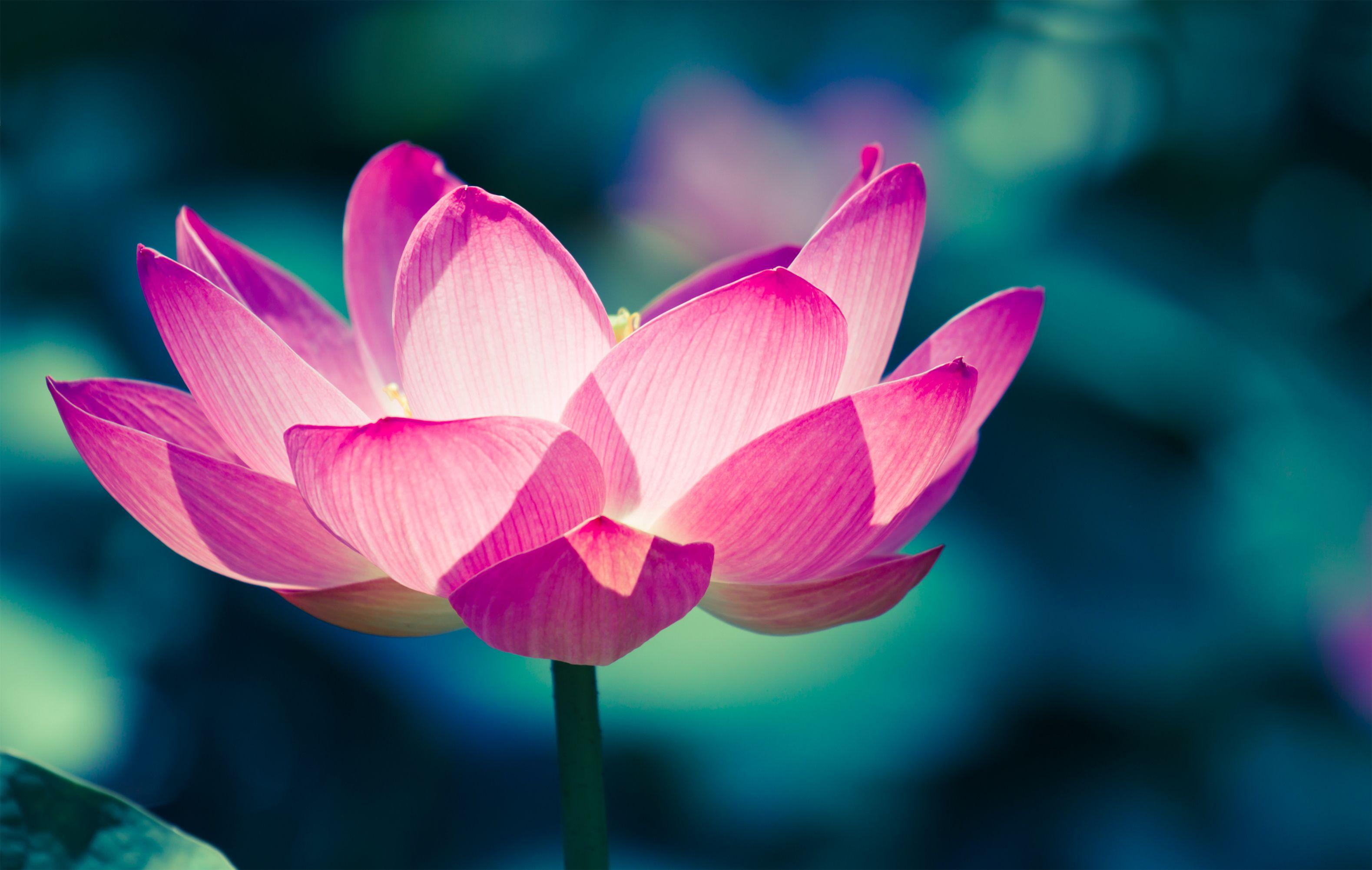 Buddha Lotus Flower Wallpapers - Top Free Buddha Lotus Flower ...