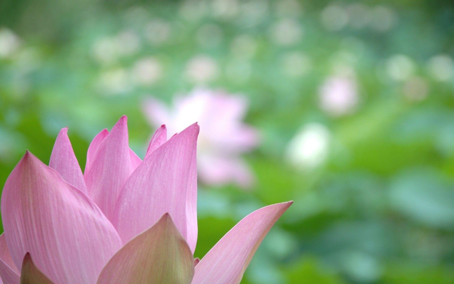 Lotus Flower Garden Wallpapers - Top Free Lotus Flower Garden ...