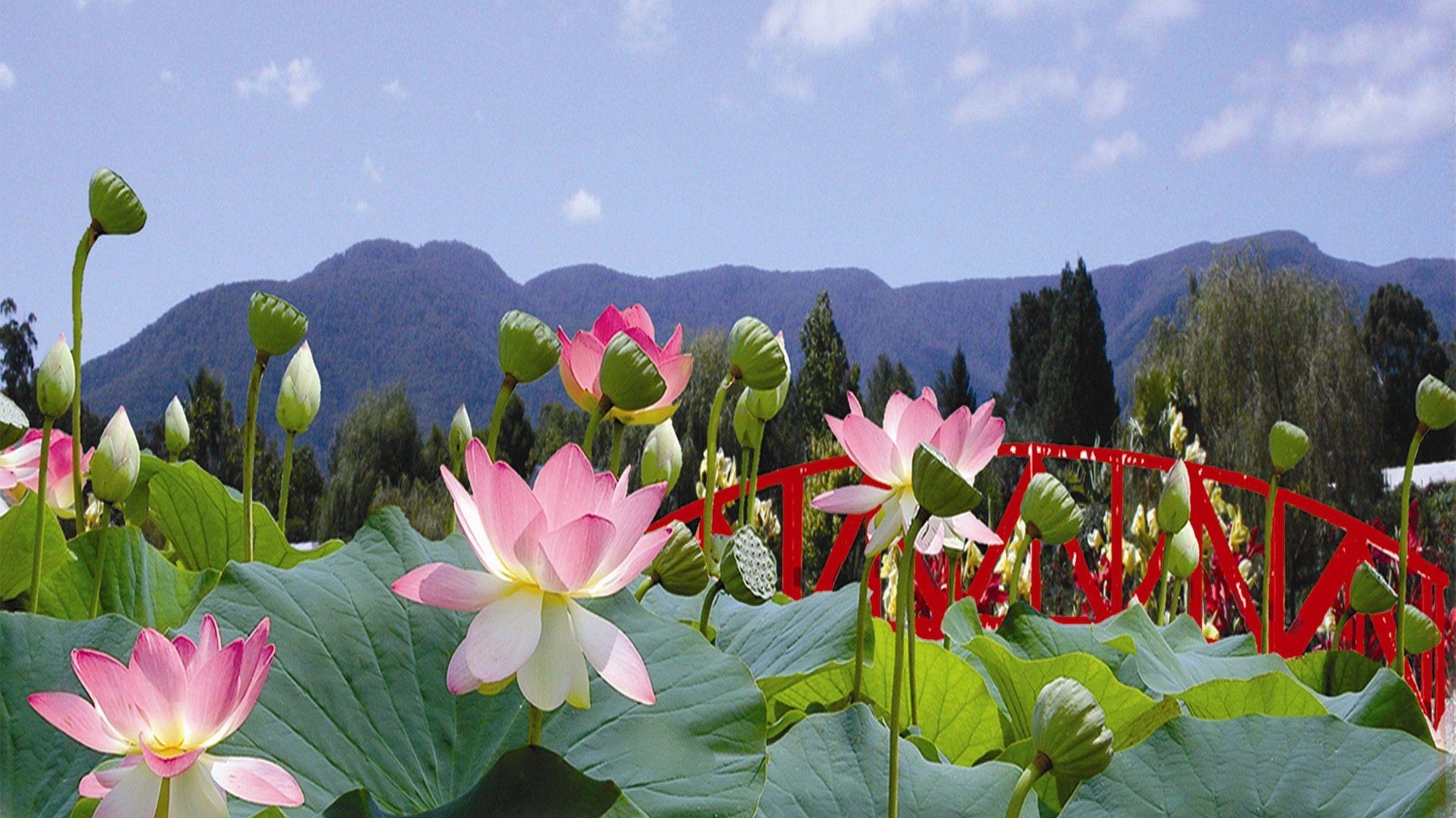 Lotus Flower Garden Wallpapers - Top Free Lotus Flower Garden ...