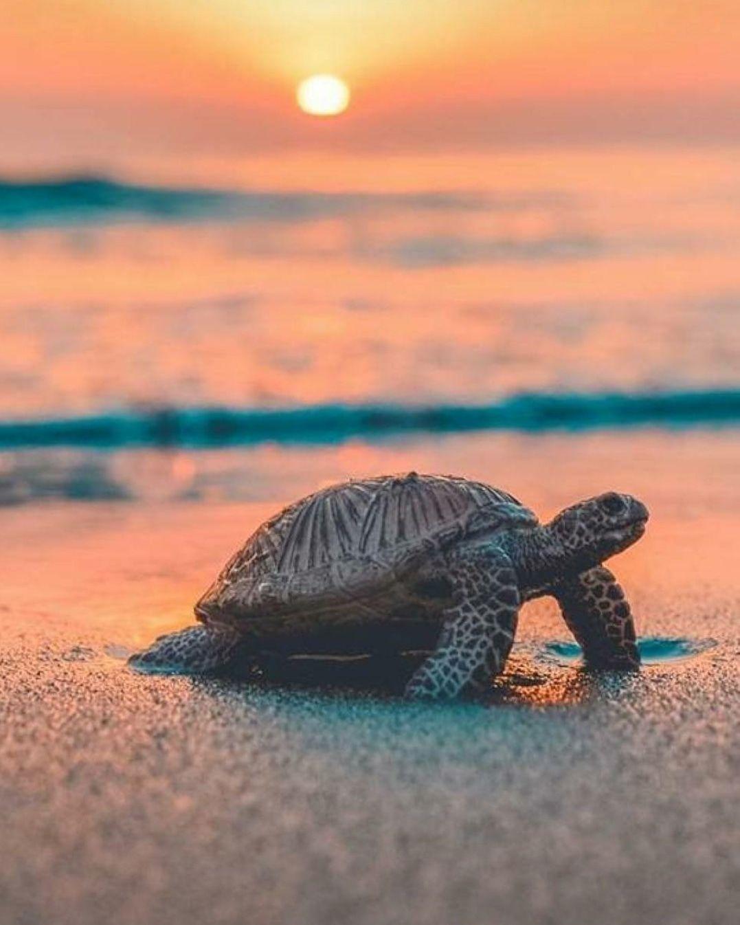 Cute Turtle iPhone Wallpapers - Top Free Cute Turtle iPhone Backgrounds ...