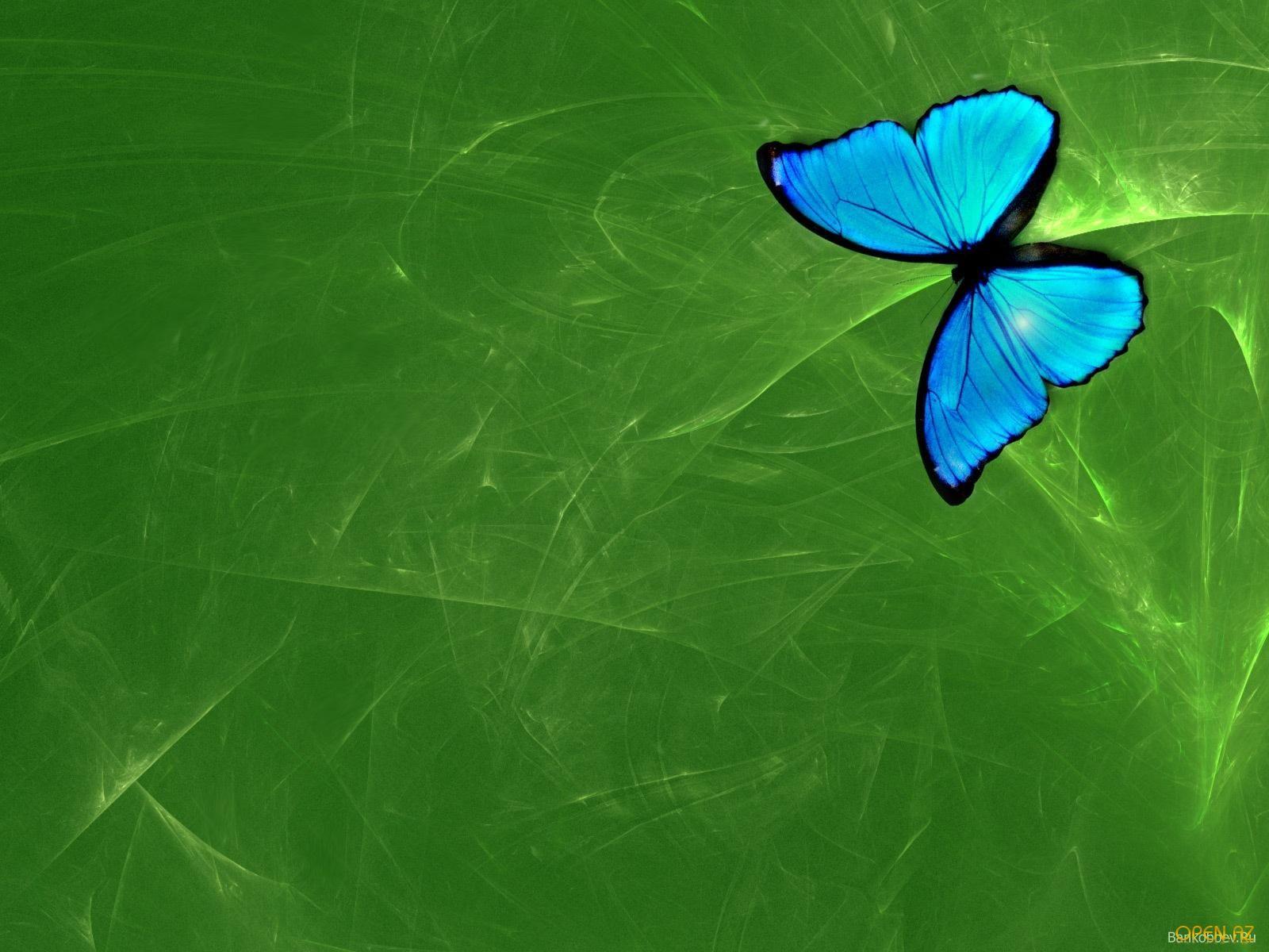 Green Butterfly Wallpapers - Top Free Green Butterfly Backgrounds ...