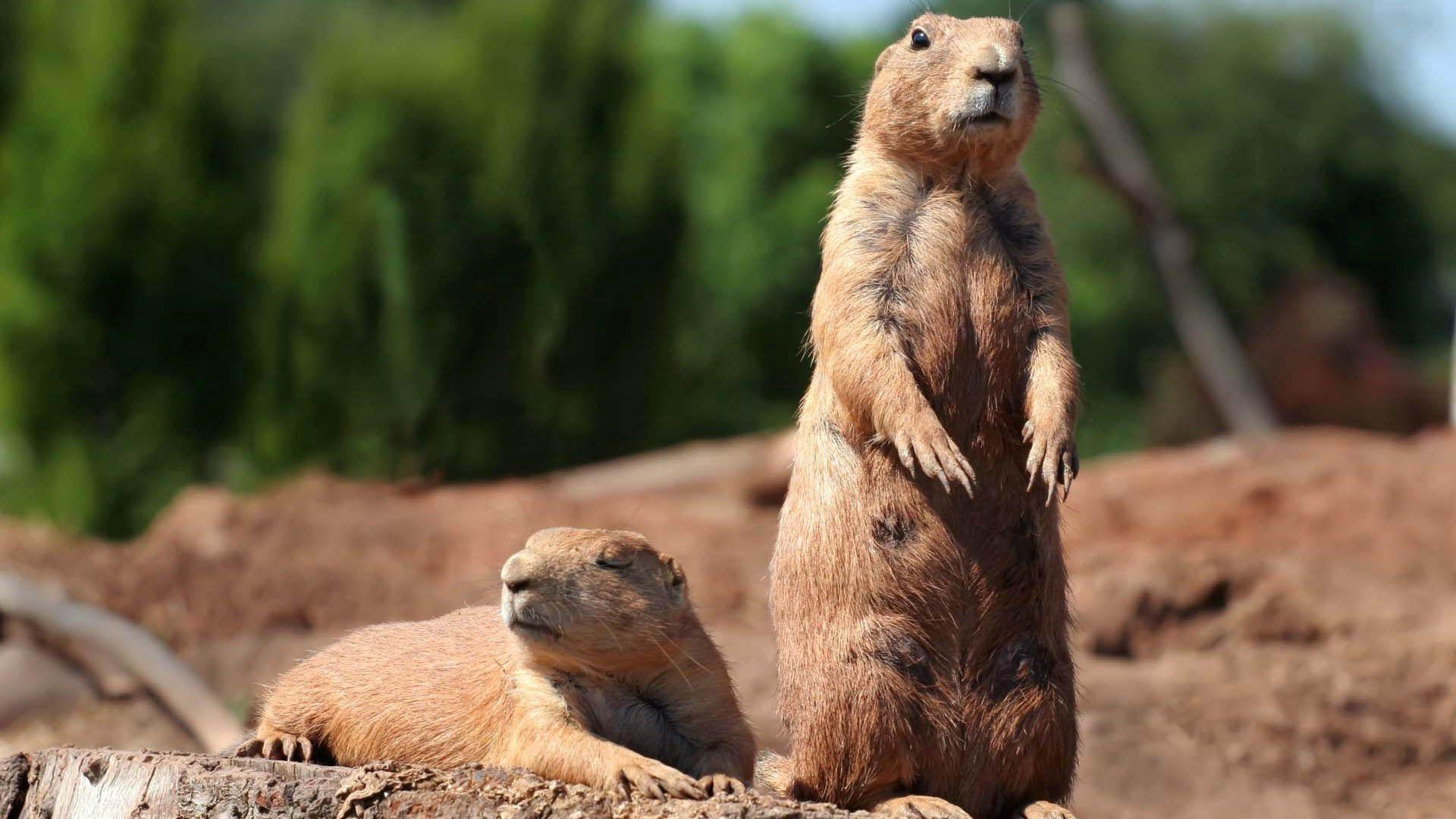 Marmot Wallpapers - Top Free Marmot Backgrounds - WallpaperAccess
