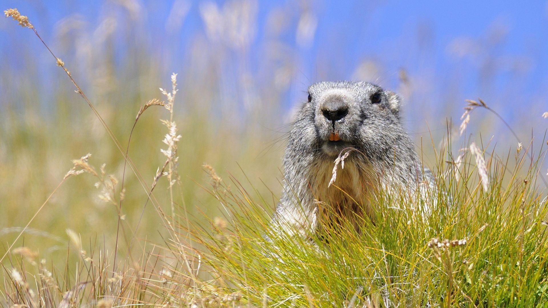 Marmot Wallpapers - Top Free Marmot Backgrounds - WallpaperAccess
