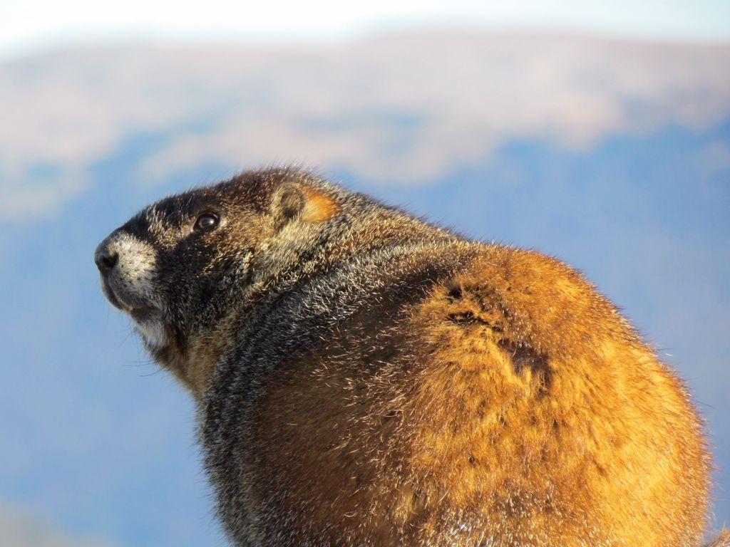 Marmot Wallpapers - Top Free Marmot Backgrounds - WallpaperAccess
