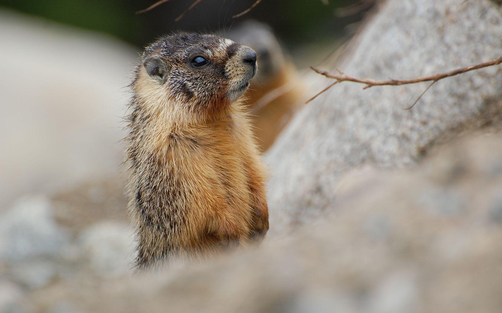 Marmot Wallpapers - Top Free Marmot Backgrounds - WallpaperAccess