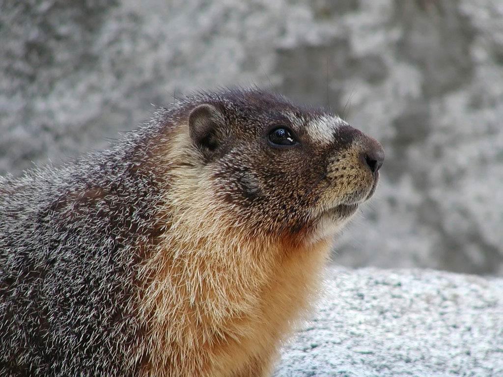 Marmot Wallpapers - Top Free Marmot Backgrounds - WallpaperAccess