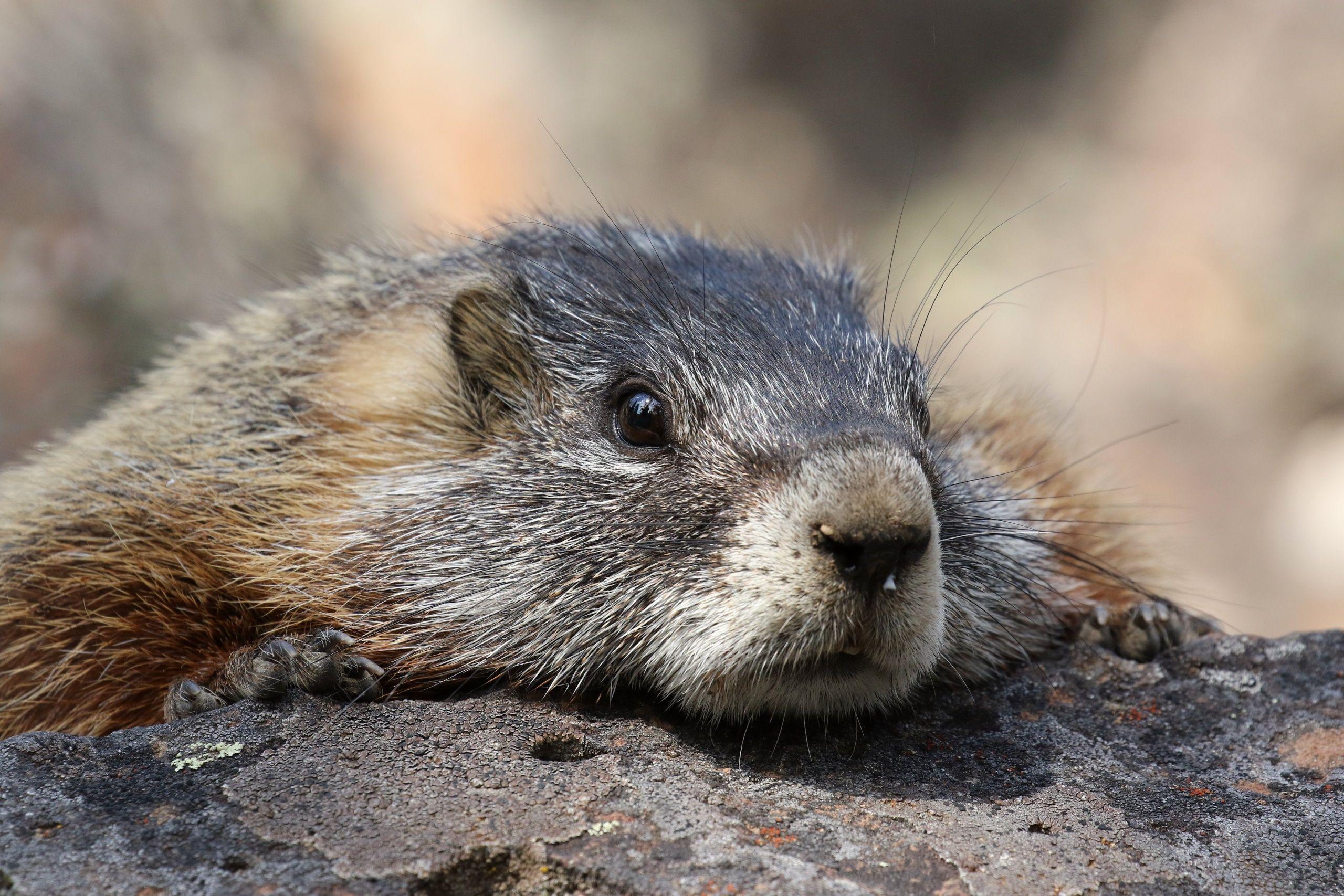 Marmot Wallpapers - Top Free Marmot Backgrounds - WallpaperAccess