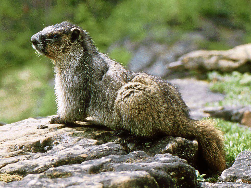 Marmot Wallpapers - Top Free Marmot Backgrounds - WallpaperAccess