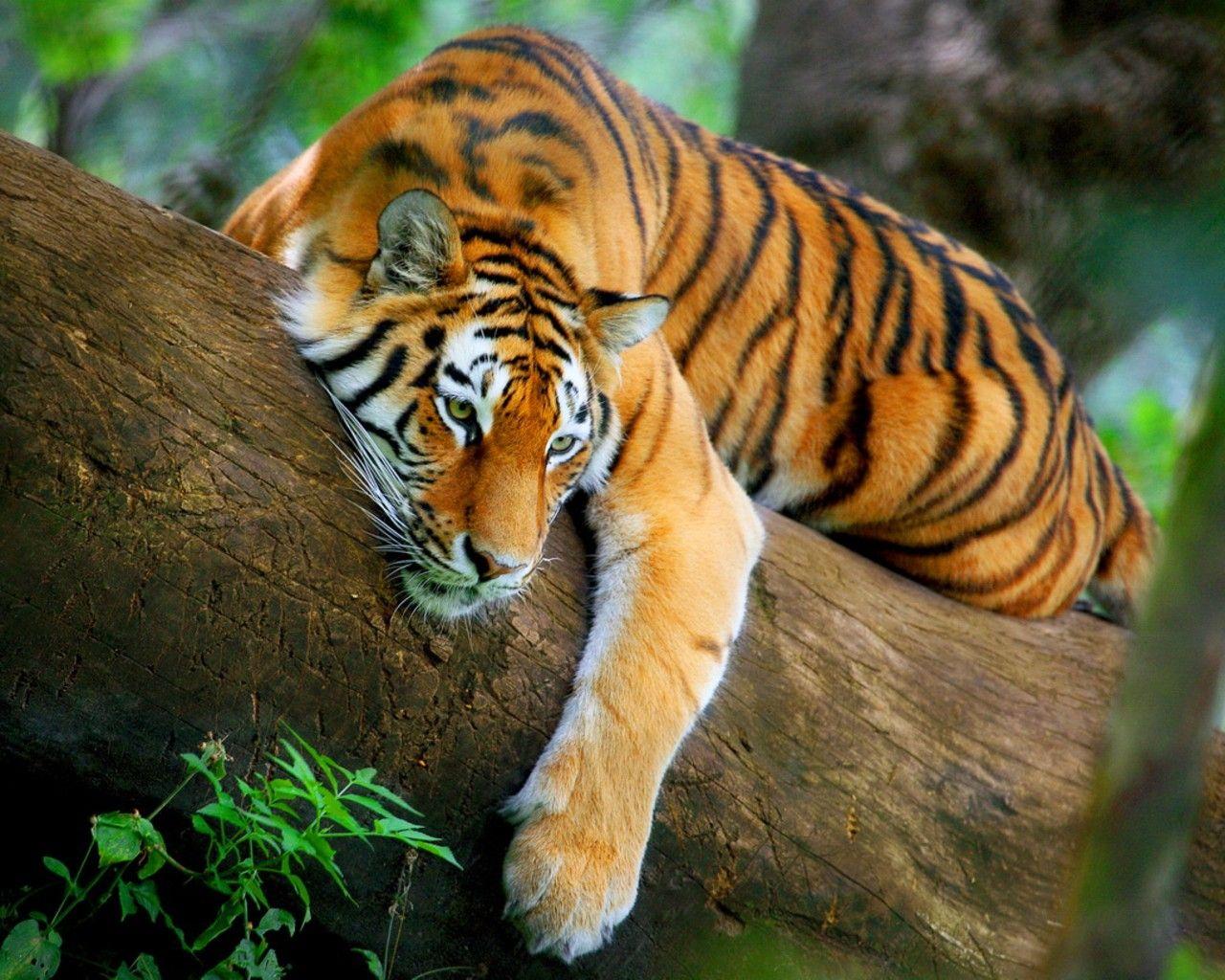 Tiger Forest Wallpapers - Top Free Tiger Forest Backgrounds ...