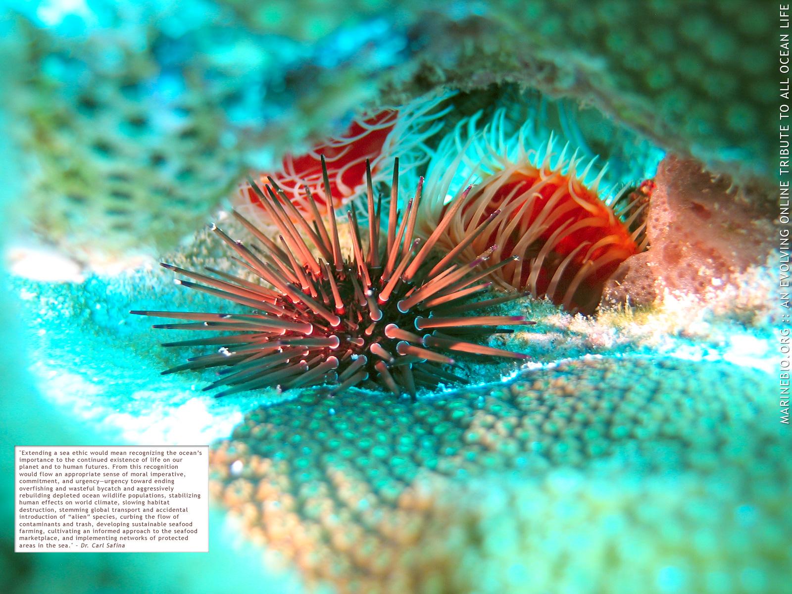 Marine Biology Wallpapers - Top Free Marine Biology Backgrounds ...