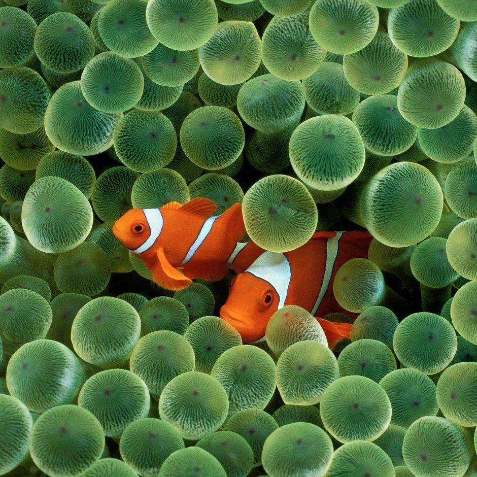 Marine Biology Wallpapers - Top Free Marine Biology Backgrounds ...