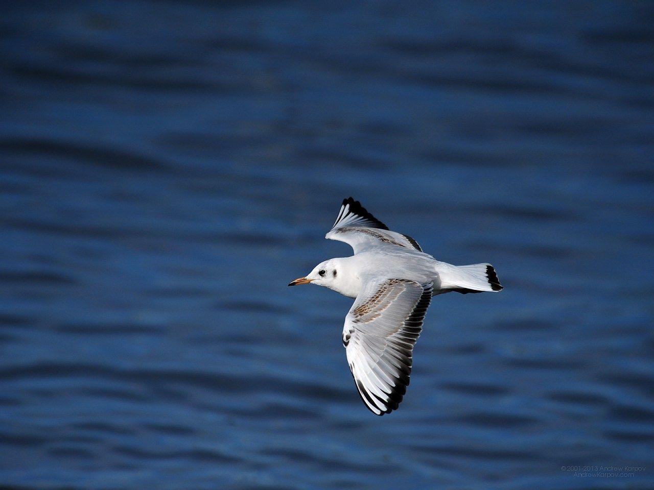 1280 X 960 Wallpapers - Top Free 1280 X 960 Backgrounds - WallpaperAccess