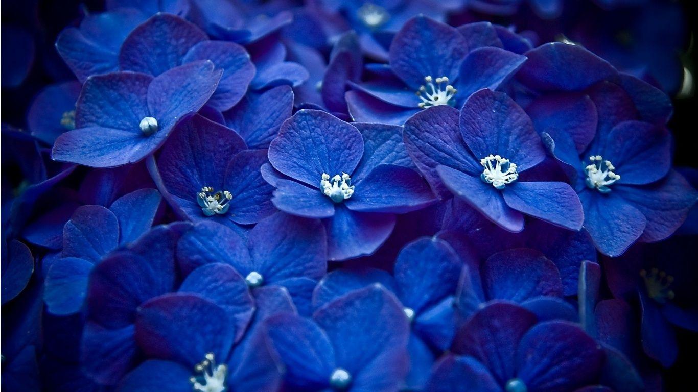 Blue Flowers Desktop Wallpapers - Top Free Blue Flowers Desktop ...