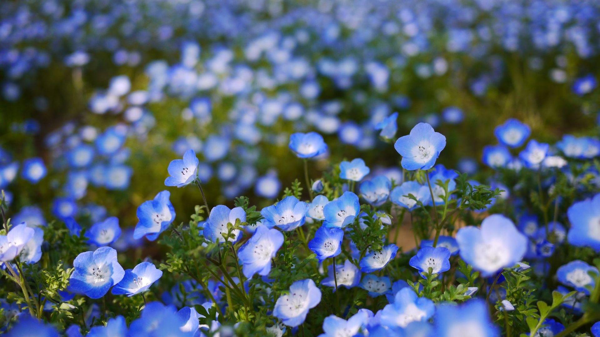 Blue Flowers Desktop Wallpapers - Top Free Blue Flowers Desktop ...