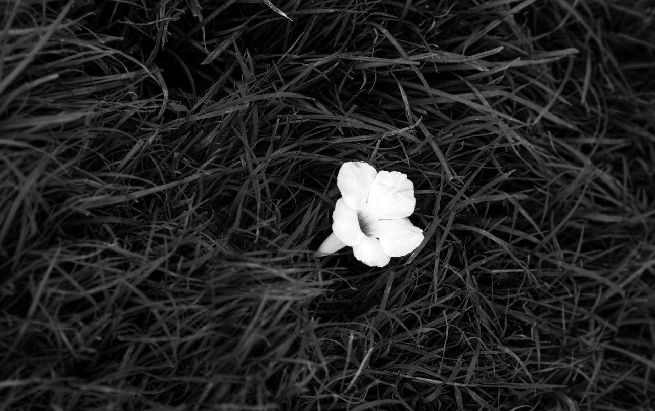 Isolated Wallpapers - Top Free Isolated Backgrounds - WallpaperAccess