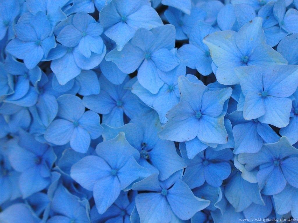 Blue Flowers Desktop Wallpapers - Top Free Blue Flowers Desktop ...