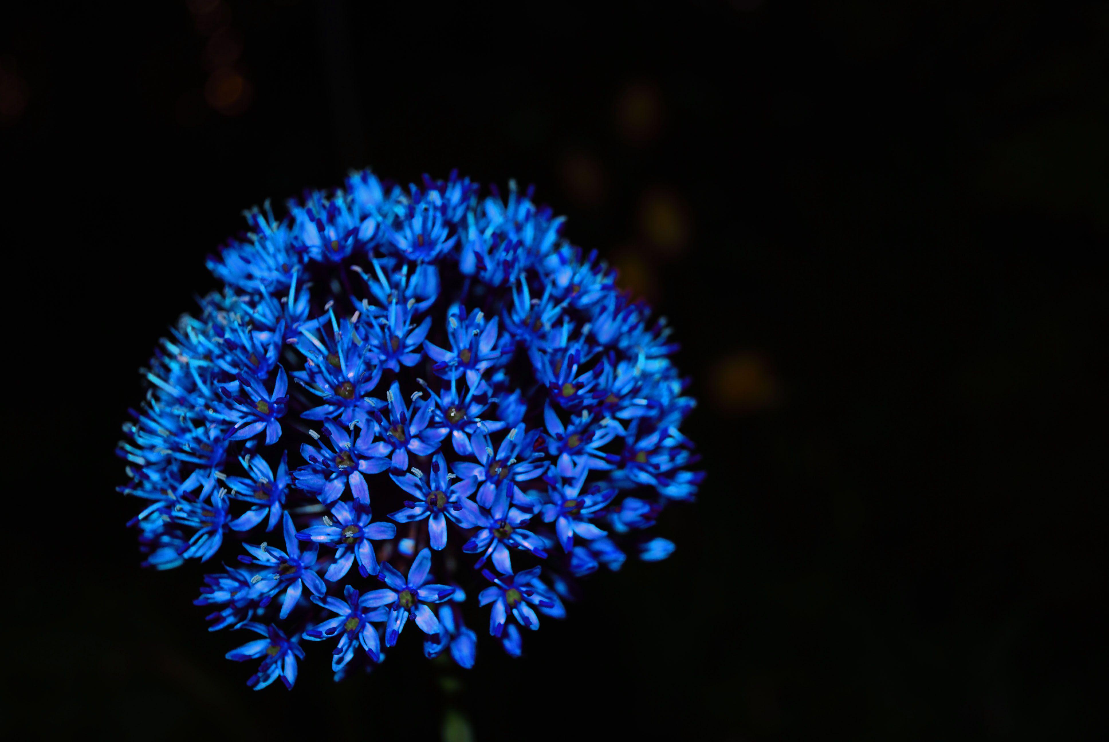 Blue Flowers Desktop Wallpapers - Top Free Blue Flowers Desktop ...