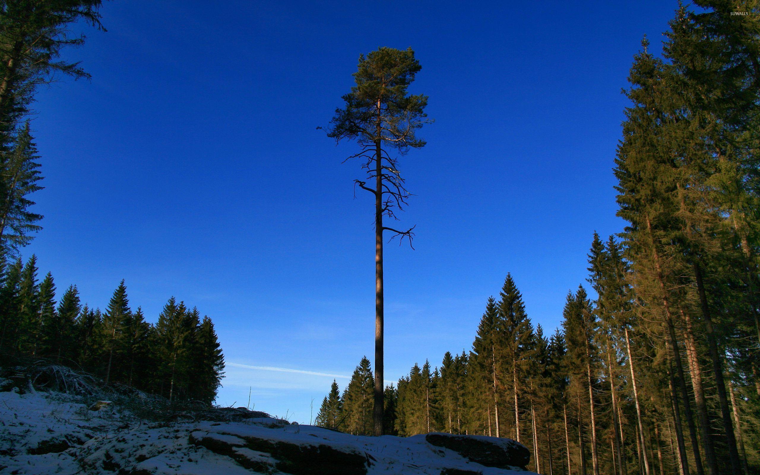 Isolated Wallpapers - Top Free Isolated Backgrounds - WallpaperAccess