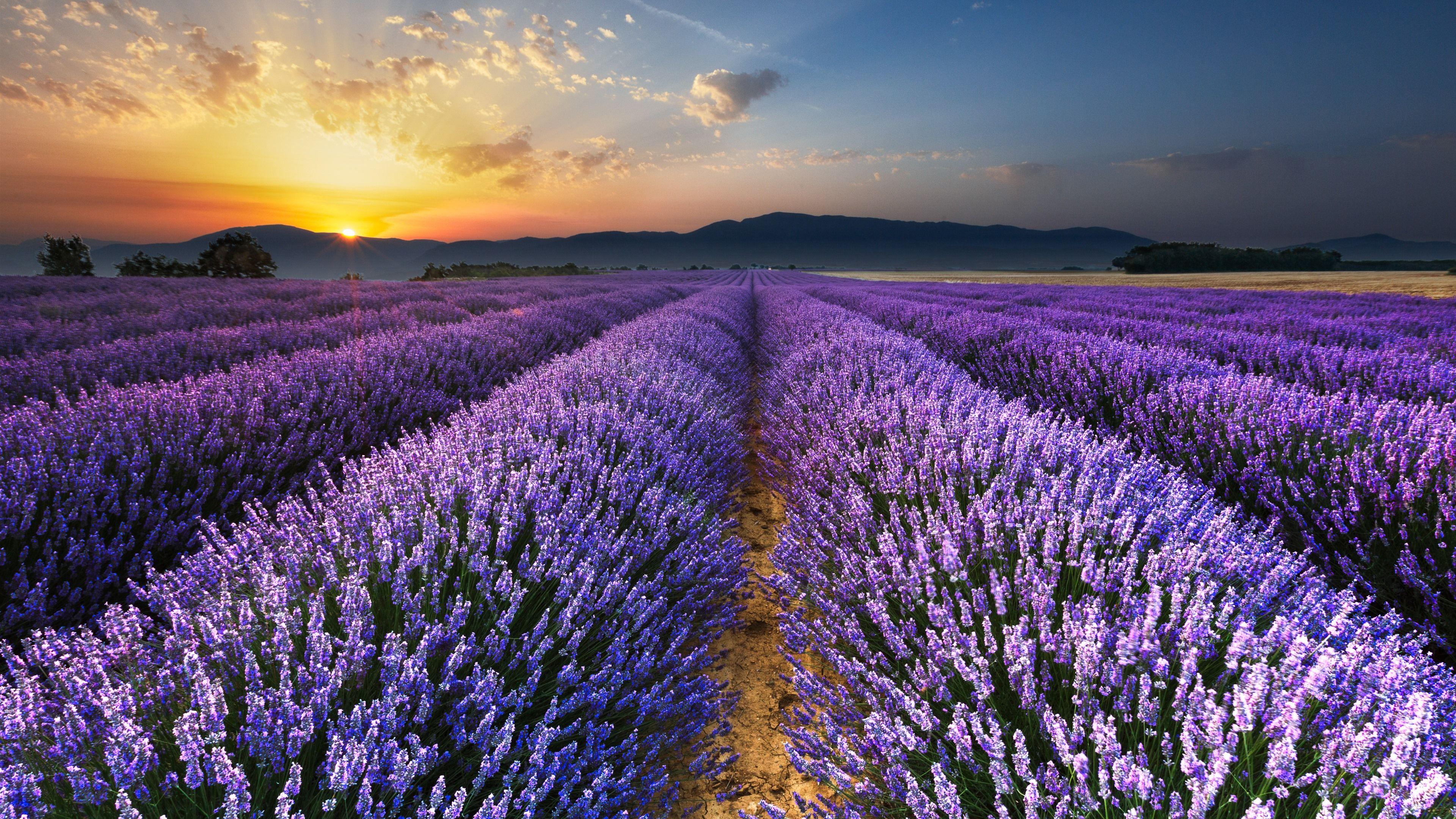 Flower Field 4K Wallpapers - Top Free Flower Field 4K Backgrounds ...