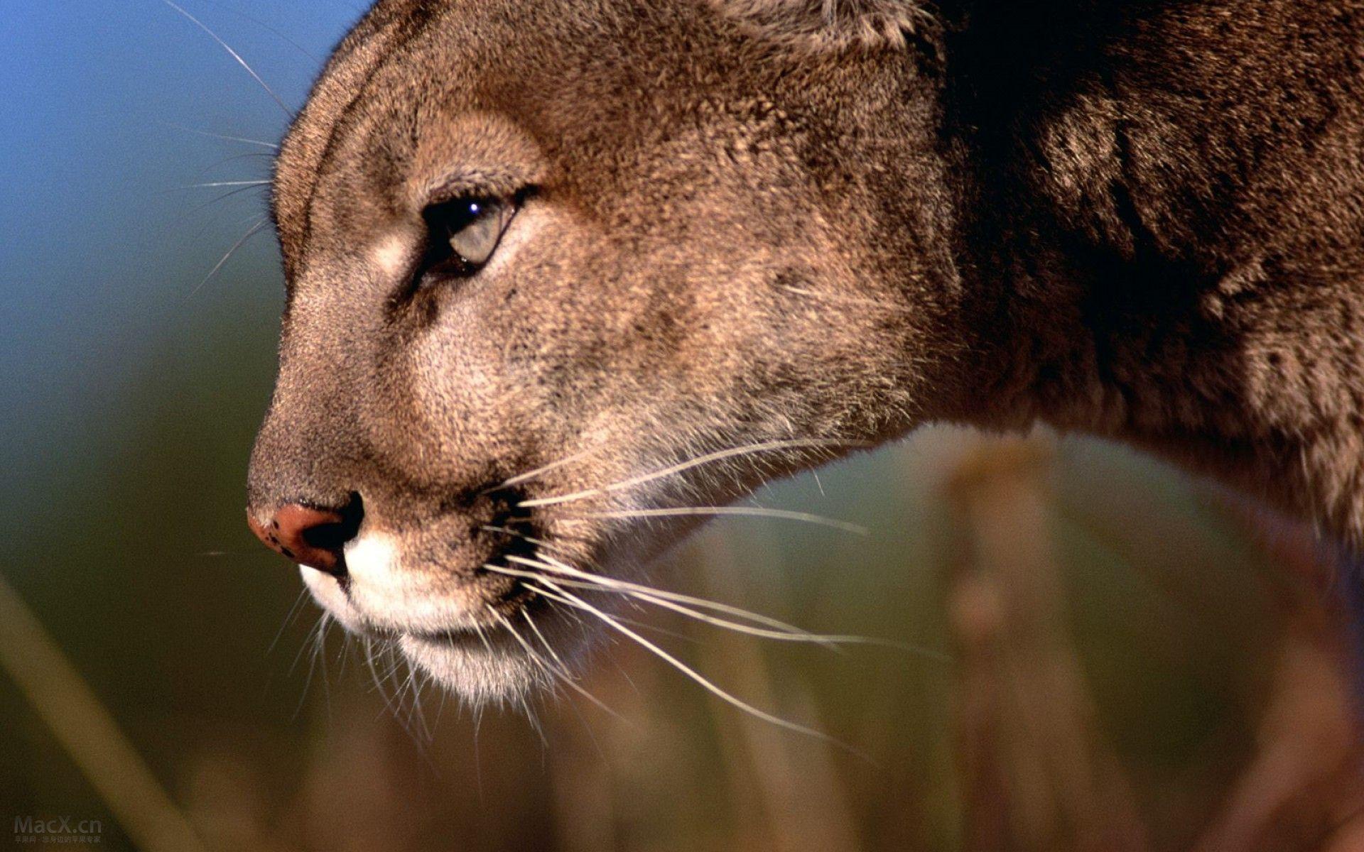 Scary Lion Wallpapers - Top Free Scary Lion Backgrounds - WallpaperAccess