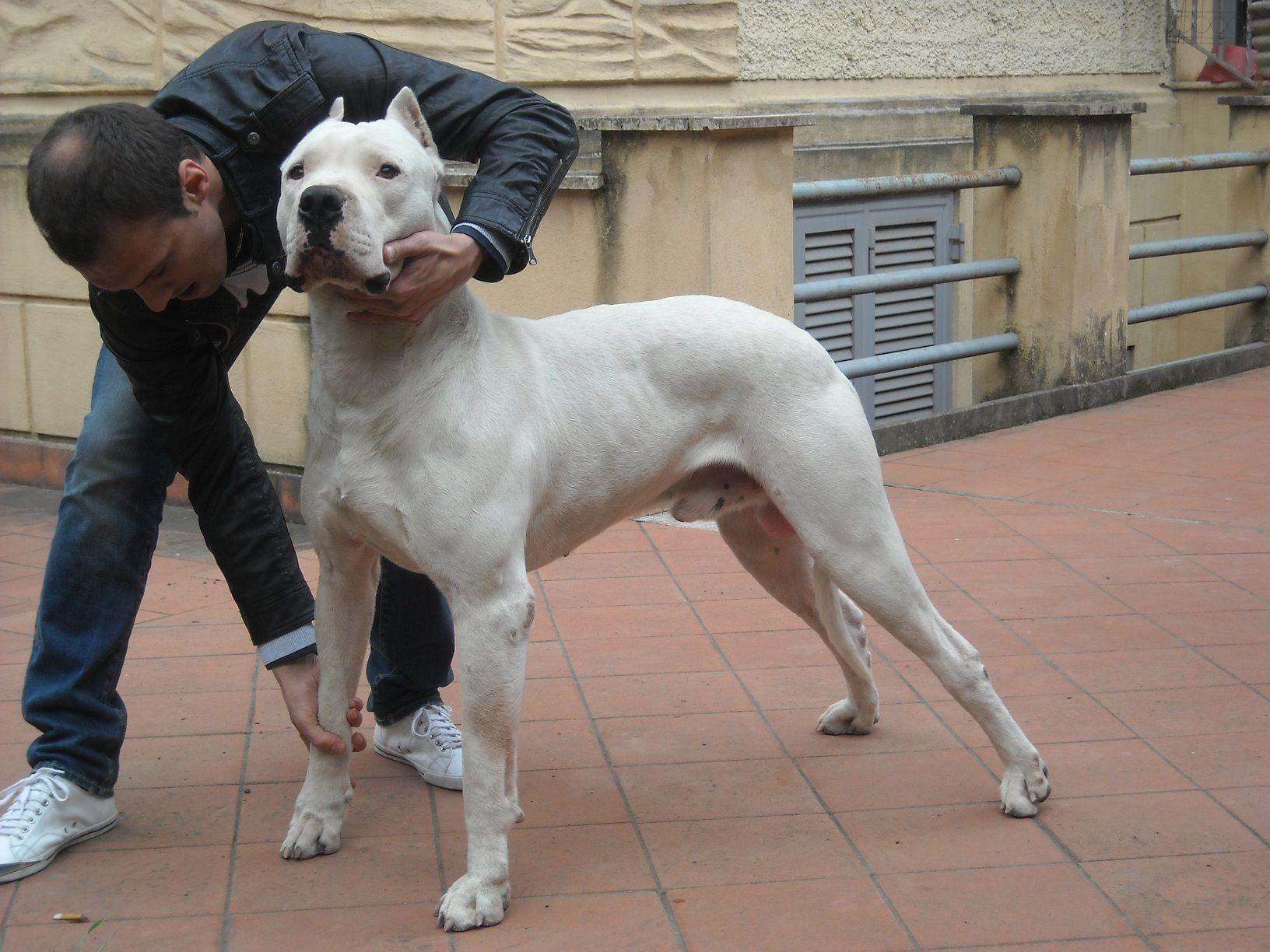Dogo Argentino Wallpapers - Top Free Dogo Argentino Backgrounds ...