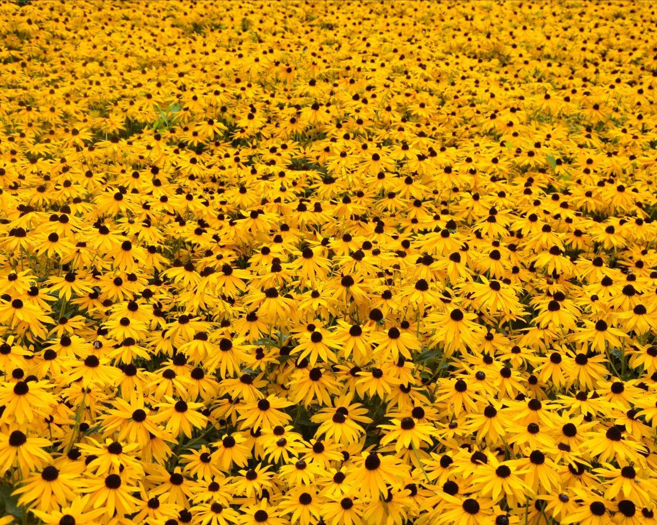 Yellow Flowers Aesthetic Computer Wallpapers - Top Free Yellow Flowers ...