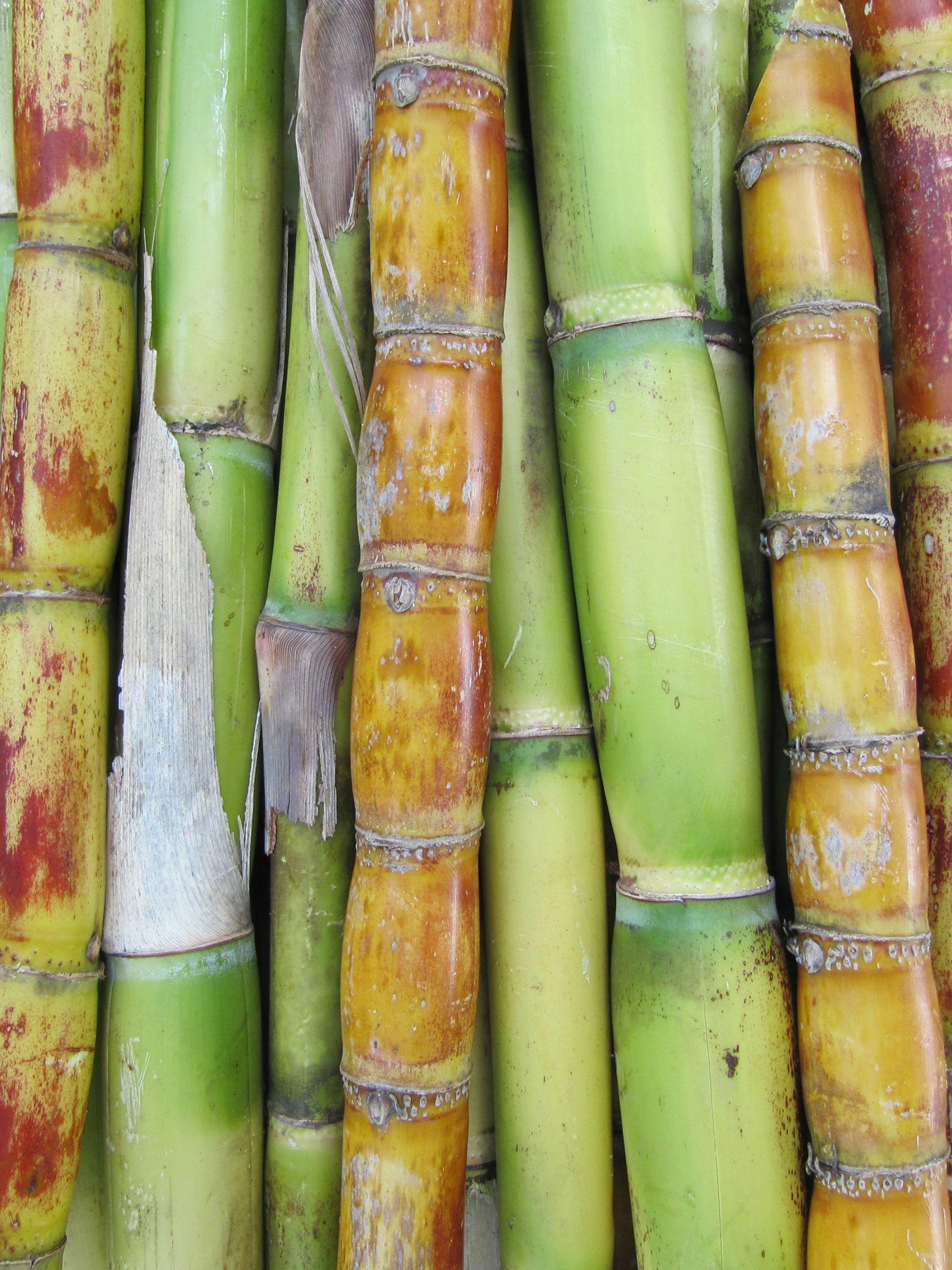Sugar Cane Wallpapers - Top Free Sugar Cane Backgrounds - WallpaperAccess