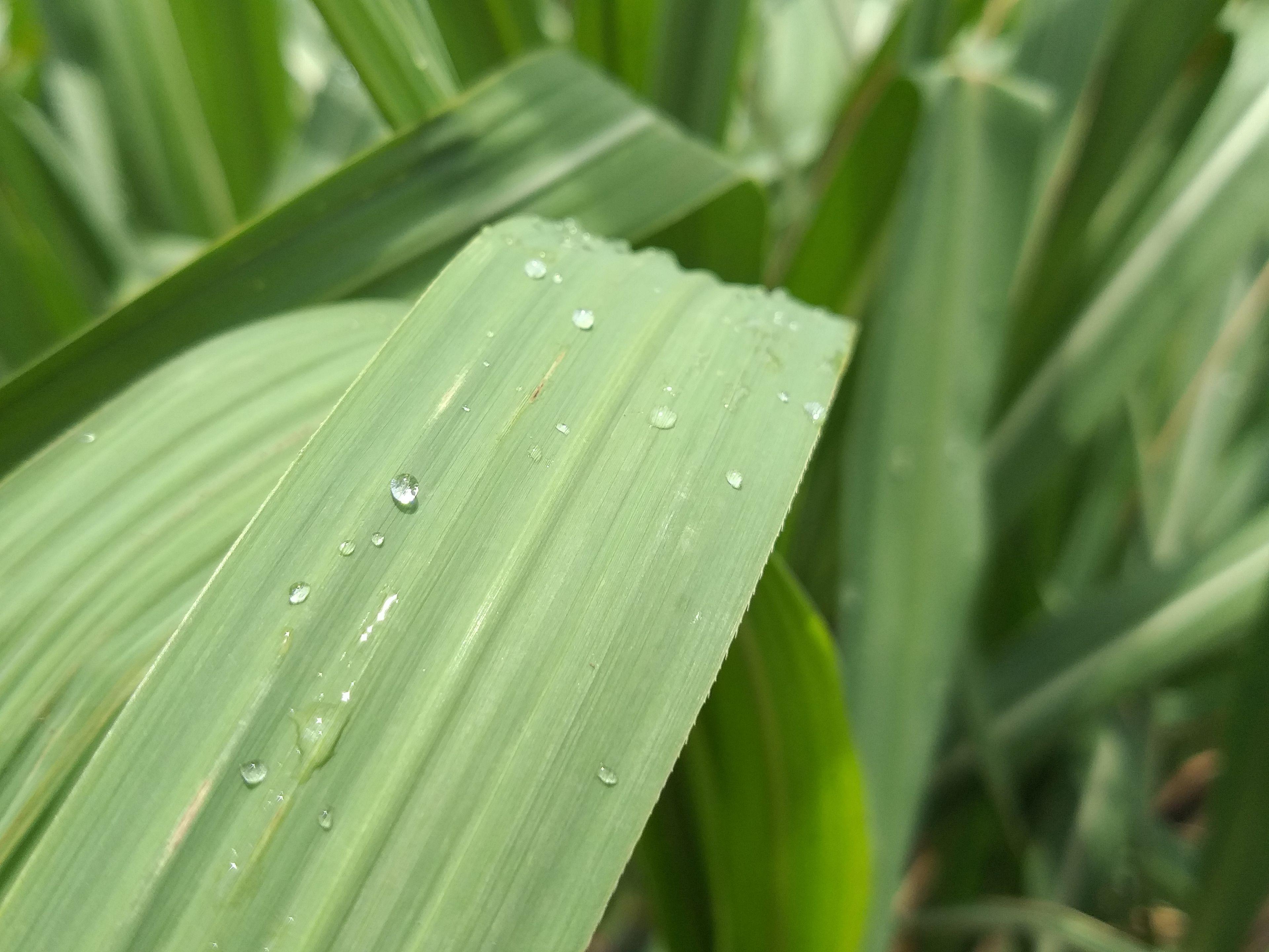 Sugar Cane Wallpapers - Top Free Sugar Cane Backgrounds - WallpaperAccess