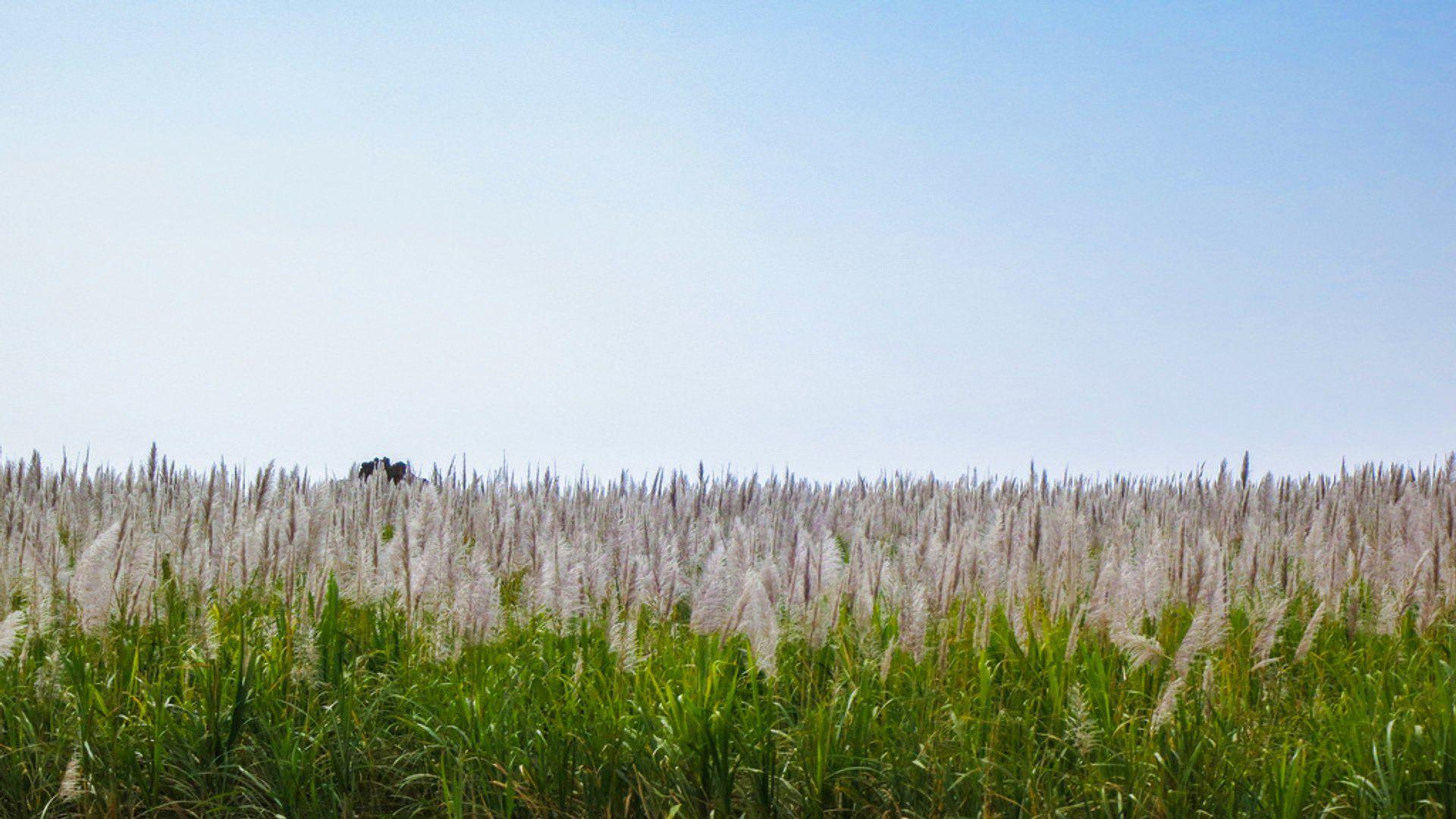 Sugar Cane Wallpapers - Top Free Sugar Cane Backgrounds - WallpaperAccess