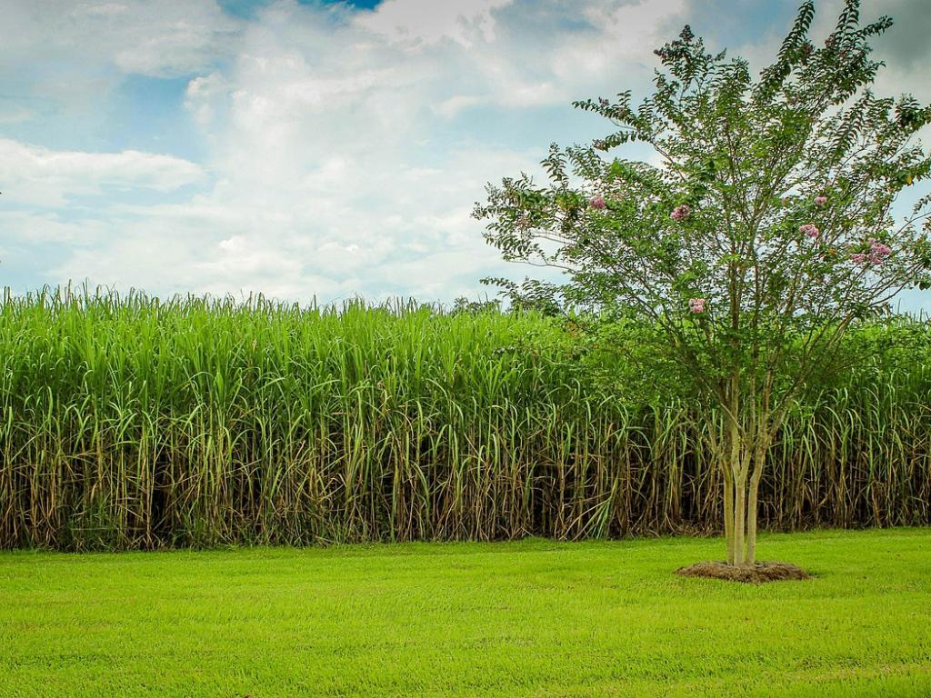 Sugar Cane Wallpapers - Top Free Sugar Cane Backgrounds - WallpaperAccess