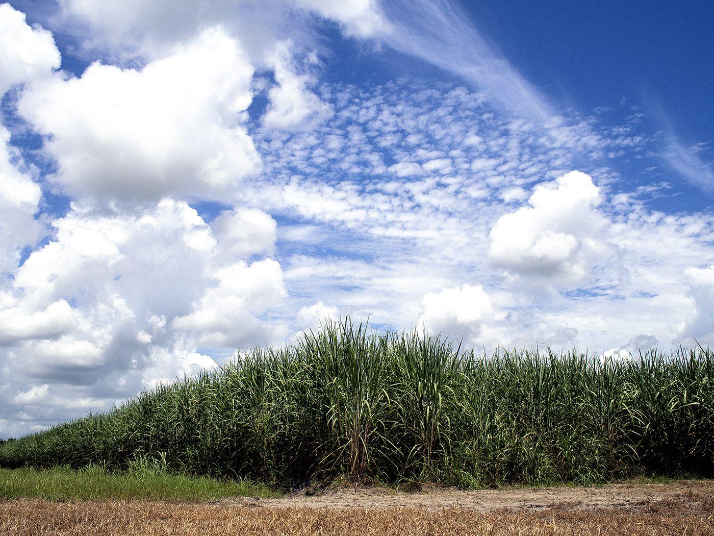 Sugar Cane Wallpapers - Top Free Sugar Cane Backgrounds - WallpaperAccess