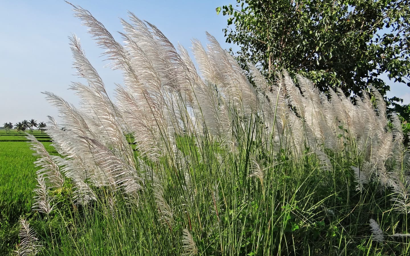 Sugar Cane Wallpapers - Top Free Sugar Cane Backgrounds - WallpaperAccess