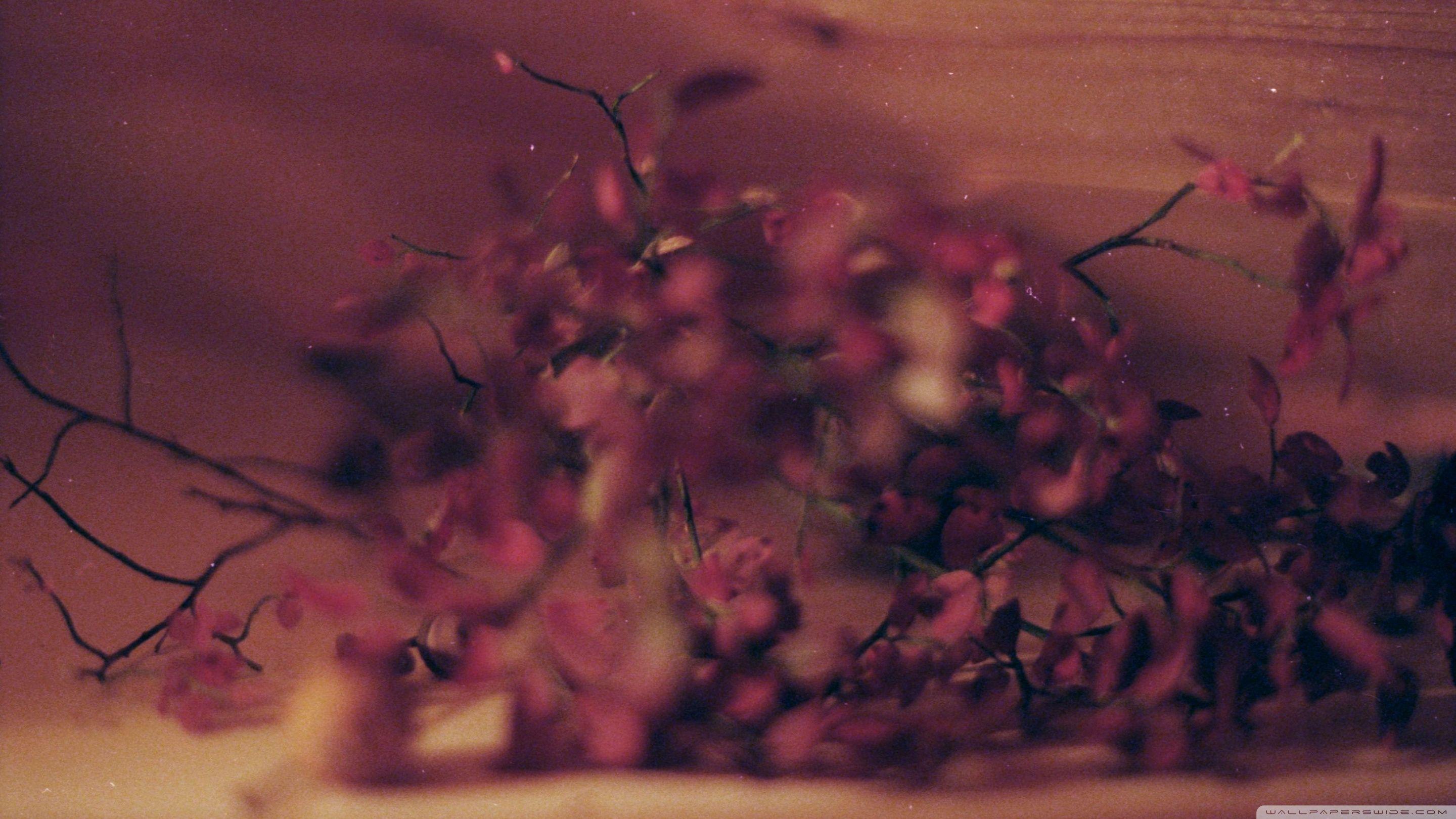 Dried Flowers Desktop Wallpapers - Top Free Dried Flowers Desktop ...