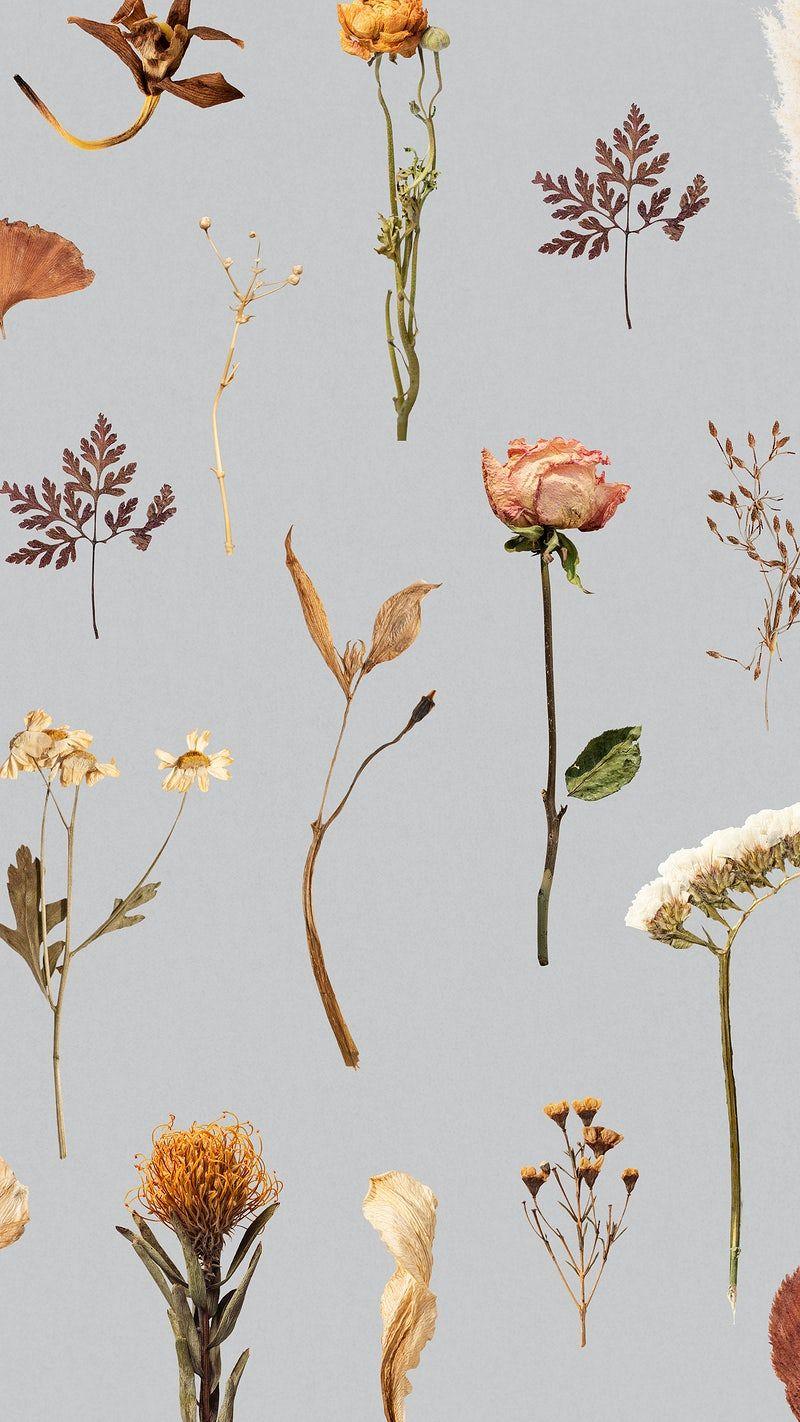Dry Flowers Wallpapers - Top Free Dry Flowers Backgrounds - WallpaperAccess